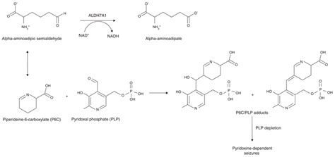The Role Of Aldh7a1 As An Alpha Aminoadipic Semialdehyde Aasa