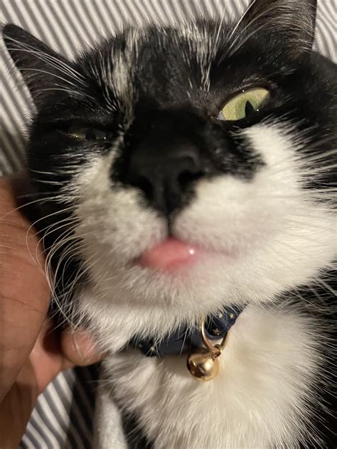 I Started Noticing This Bump On My Cats Lower Lip Any Ideas Of What It
