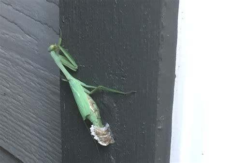 Insect Sex Ed 101 What Exactly Was That Praying Mantis Doing East