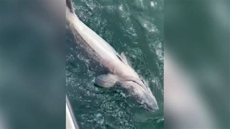 男子钓到200斤马鲛鱼后放生所有人澎湃新闻 The Paper