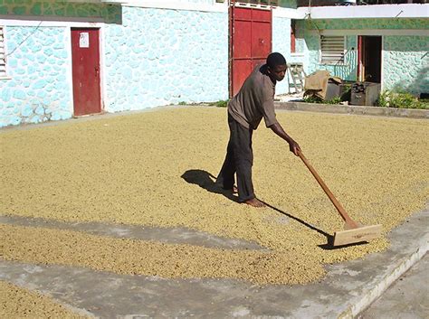 콜롬비아 커피의 생산 공정 Fnc 콜롬비아 커피 생산자 연합회