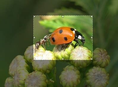 Jquery Plugin For Image Cropping Functionality Imgareaselect Free