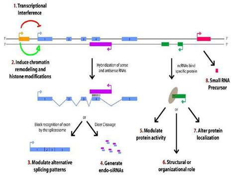 lncrna图册 360百科