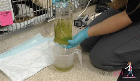 Measuring Urine Output In Veterinary Medicine VETgirl Veterinary