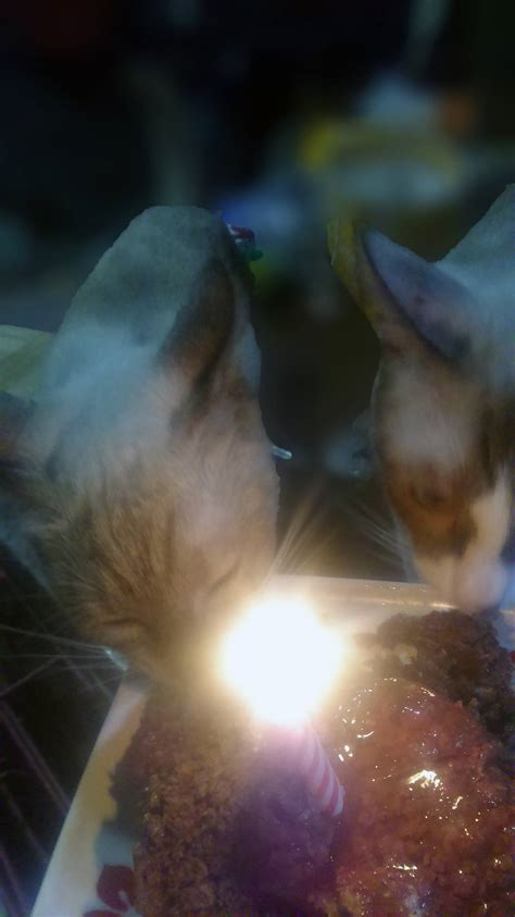 Hersheys The Cat Added A New Photo Hersheys The Cat