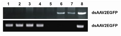 Figure 1 From Suppressor Trna Mediated Gene Therapy Semantic Scholar