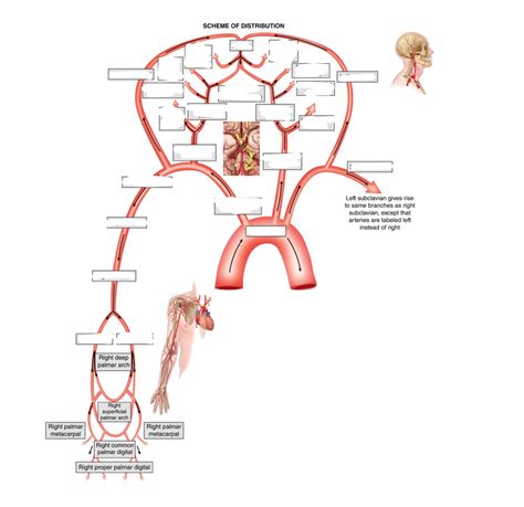 Arch Of Aorta Scheme Distribution Diagram Quizlet