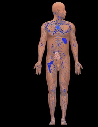 Lymphatic System Flashcards Quizlet Lymphatic System Flashcards Quizlet