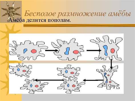 Многообразие простейших Корненожки Радиолярии Солнечники Споровики 7 класс