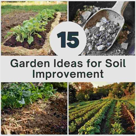 15 Best Garden Ideas For Soil Improvement
