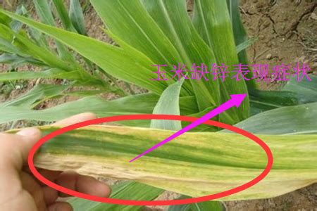 植物缺锌的症状 植物缺素症图 缺锌的症状 第16页 大山谷图库