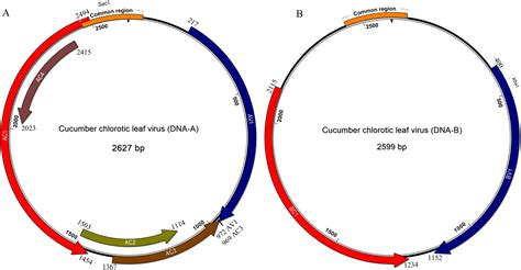 First Report Of Begomoviruses Infecting Cucumis Sativus L In North