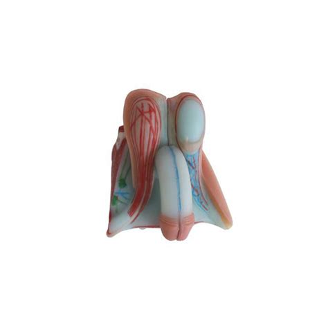 Male Genital Organ Model Us 05 Meiwo Science For Teaching Male