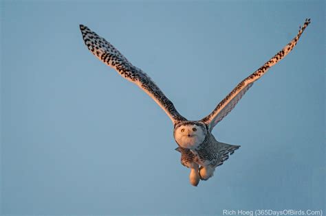 Snowy Owl Flying