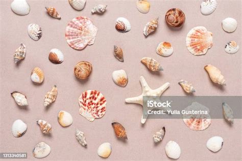 베이지 색 종이 배경에 다양한 조개와 불가사리의 컬렉션 상단 보기 플랫 레이 0명에 대한 스톡 사진 및 기타 이미지 0명 가리비 감금 상태 Istock