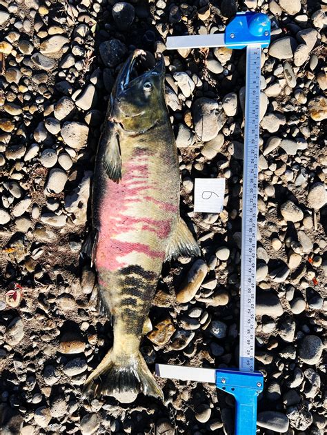 Chum Salmon Spawning