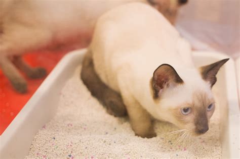 การเลือกซื้อน้องแมวและเลี้ยงน้องแมวยังไงให้ถูกวิธี ของเล่นของแมวและกระบะทรายแมว