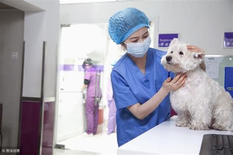 主人看病花了85元，狗狗看病花了4000元，揭秘寵物醫院看病貴現象 每日頭條