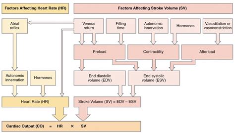 Cardiac Physiology Anatomy And Physiology Ii