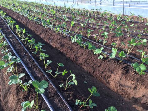 Монгол Ногоо төсөл Mon Vegi Project Үе мөчний үрэвслийн үед үеэр өвдөх хавдах хөшүүн болох