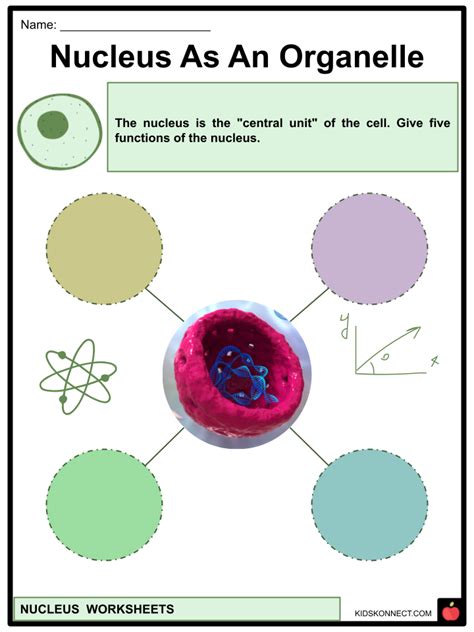 Nucleus Worksheets And Facts Etymology Structure Function