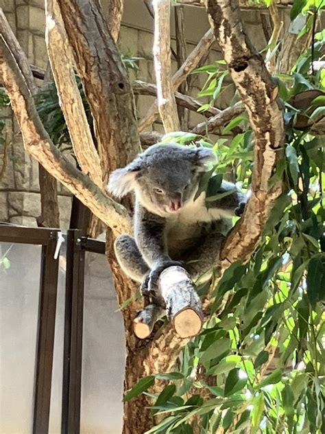可愛い動物を見て癒やされます あなた用可愛い動物写真を提供します。 写真撮影・素材提供 ココナラ
