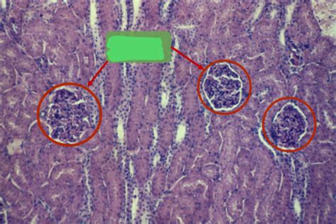 Block 4 Histology Flashcards Quizlet