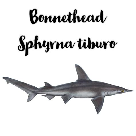 Sphyrna Tiburo