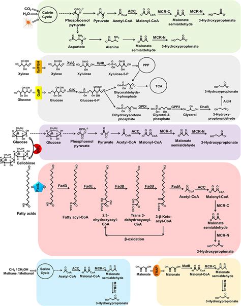 Metabolic Pathways For Biosynthesis Of 3‐hp From A Variety Of Carbon