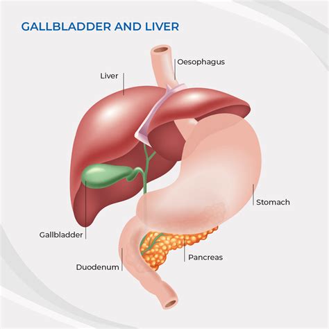 Laparoscopic Cholecystectomy Anatomy