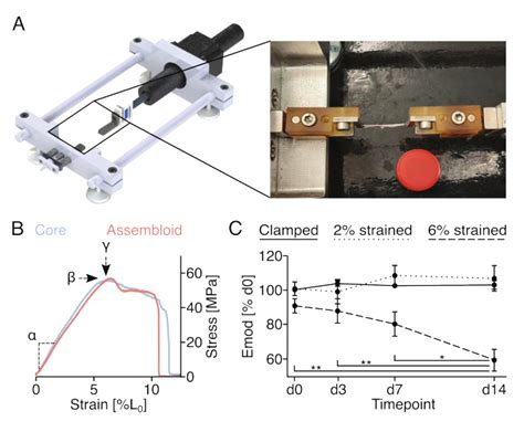 Video Author Spotlight Advancing Tendon Research By Developing Mouse