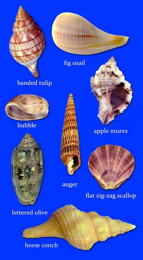 Sancapstar Shell Guide Sea Shells Shells And Sand Shells
