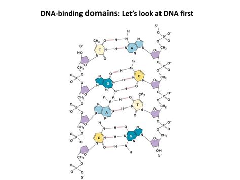 Ppt Dna Binding Domains Structural Considerations Of The Dna Double