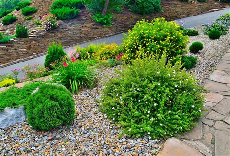 4 Best Dwarf Conifers For Your Landscape Backyard Boss