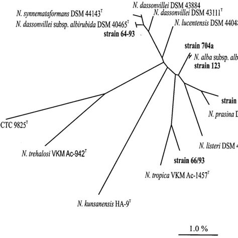 Phylogenetic Dendrogram Based On 16s Rrna Gene Sequences The Scale Bar