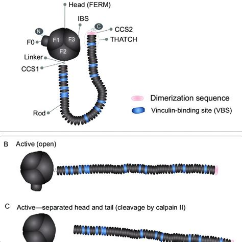 8 A Schematic Of Structure And Domains Of An A Actinin Dimer The