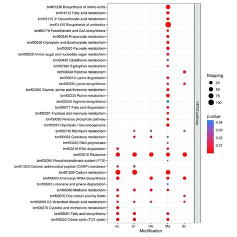 Kegg Pathway Enrichment Bubble Plot Of Proteins Corresponding To