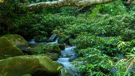 Enjoy Interesting Plants In Hainan Tropical Rainforest National Park Cgtn