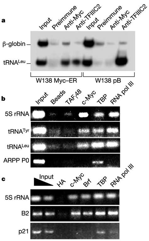 ChIP Assays Show That C Myc Interacts With TRNA S RRNA And B Genes
