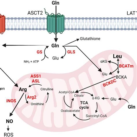 Simplified Schematics Of Glutamine Arginine And Bcaa Metabolic Download Scientific Diagram