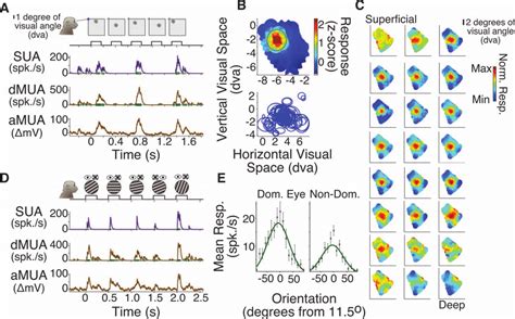 A Receptive Field Mapping Using Static Random Noise Patches