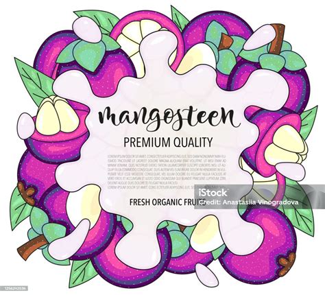 망고스틴 전체 및 조각으로 벡터 배경 흰색 배경에 격리된 벡터 스톡 일러스트레이션입니다 과일이 있는 카드 디자인 물이나 우유의 물 튀김 제품 정보 및 문자 건강한 식생활에