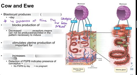 ANSC 2400 Lecture 34 Slide 8 Diagram Quizlet