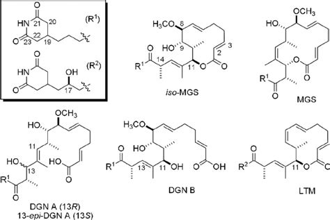 Glutarimide Containing Polyketides Iso Mgs Mgs Dgn A 13 Epi Dgn A Download Scientific