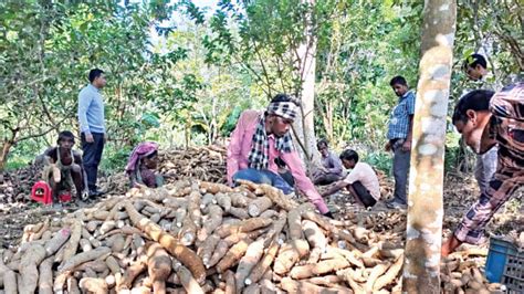 Cassava Cultivation In Bangladesh The Daily Star