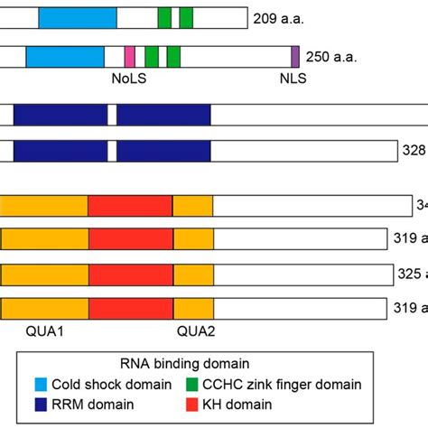 Domain Structures Of The Rbps Schematics Illustration Of The Three