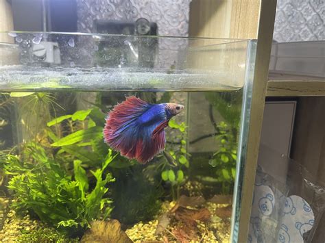 請益 鬥魚腰部鼓鼓的 水族板 Dcard