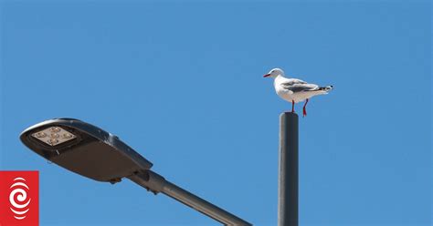 lasers and sprinklers council searches for seagull solution rnz news