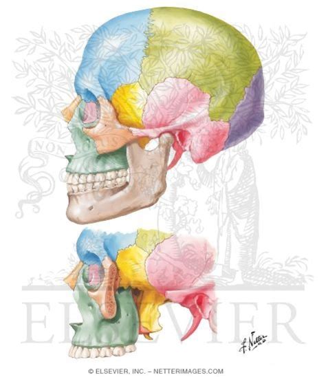 Skull Bones Anatomy Netter