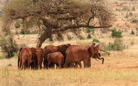 코끼리 떼 아프리카 Pixabay의 무료 사진